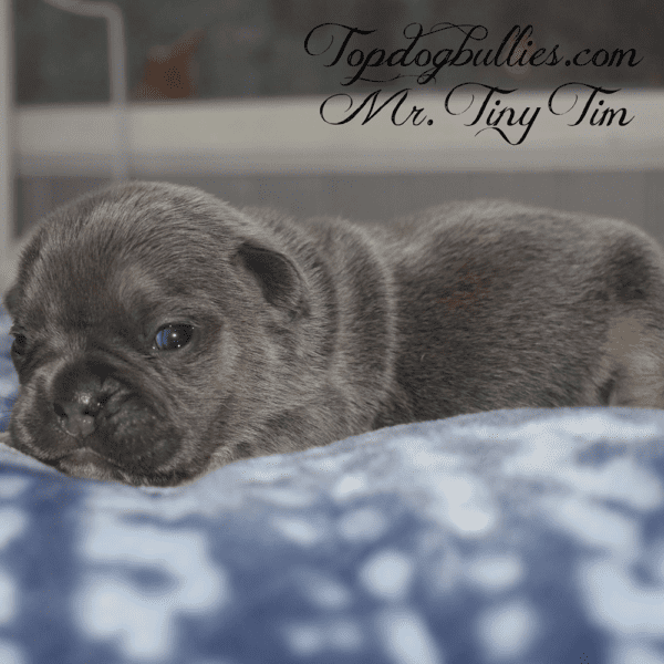 Oklahoma Fluffy French Bulldogs For Sale
