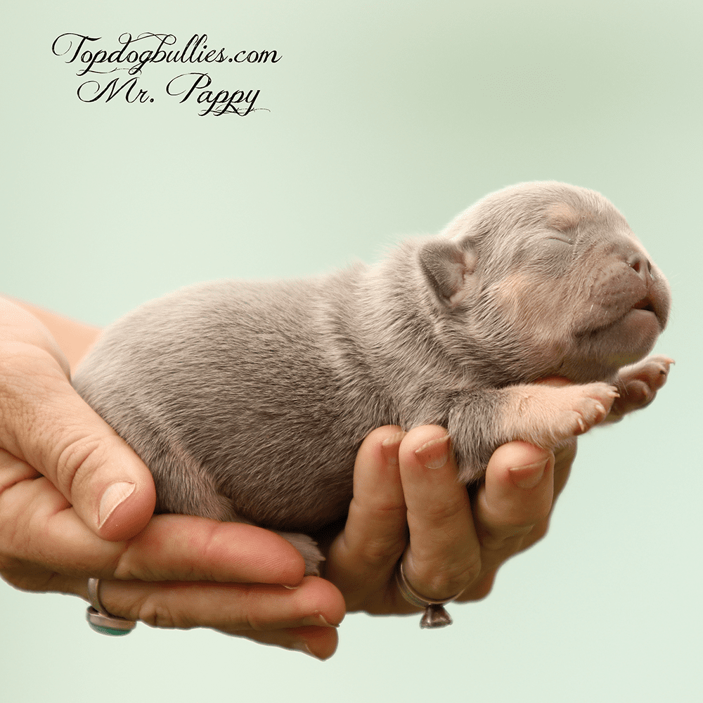 Frenchie Puppies For Sale