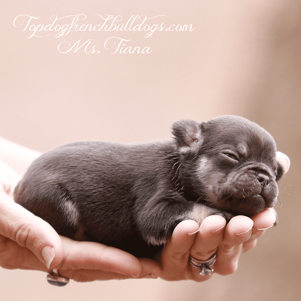 Frenchie Puppies For Sale