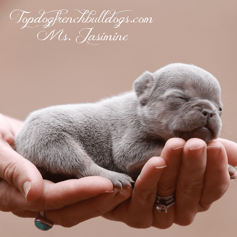Frenchie Puppies For Sale
