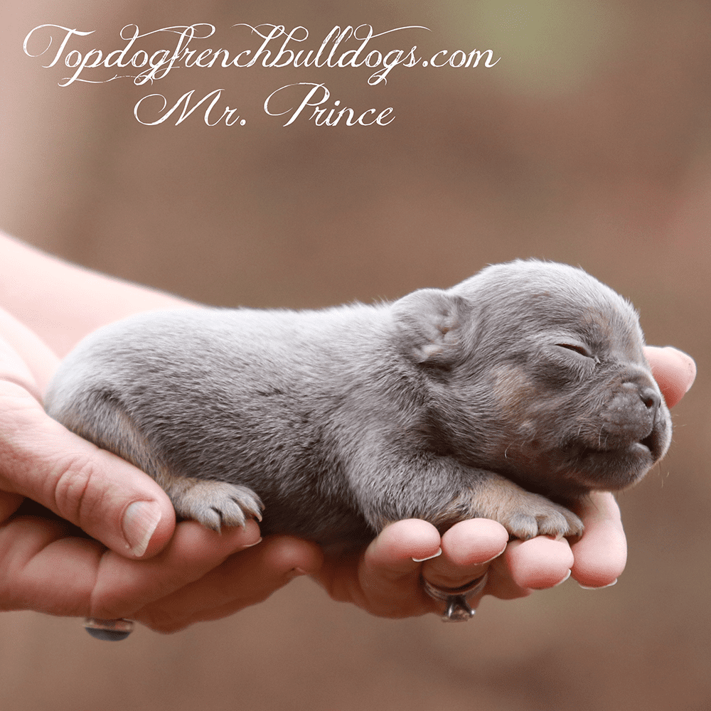 Frenchie Puppies For Sale