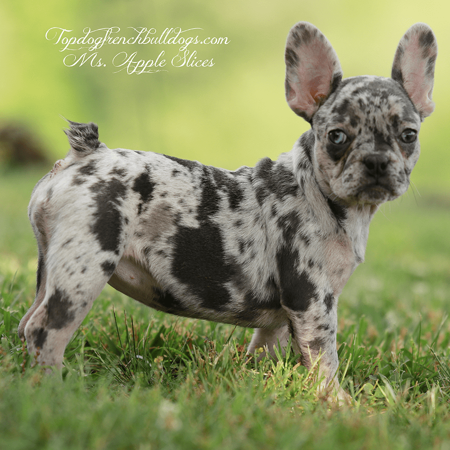 Frenchie Puppies For Sale