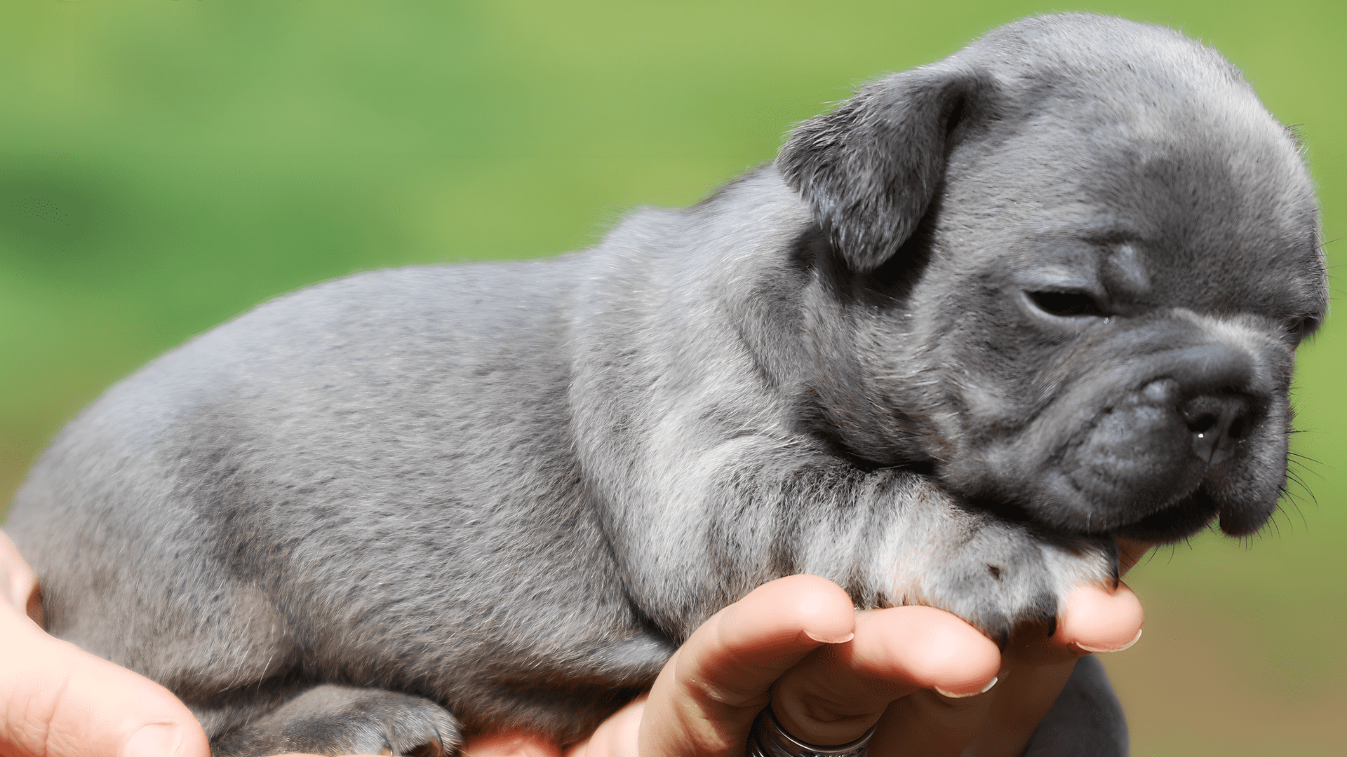 Why the French Bulldog is Now the #1 Most Popular Breed