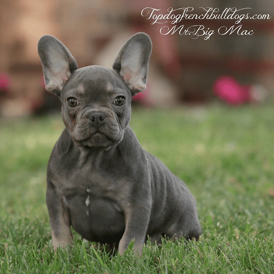 Frenchie Puppies For Sale