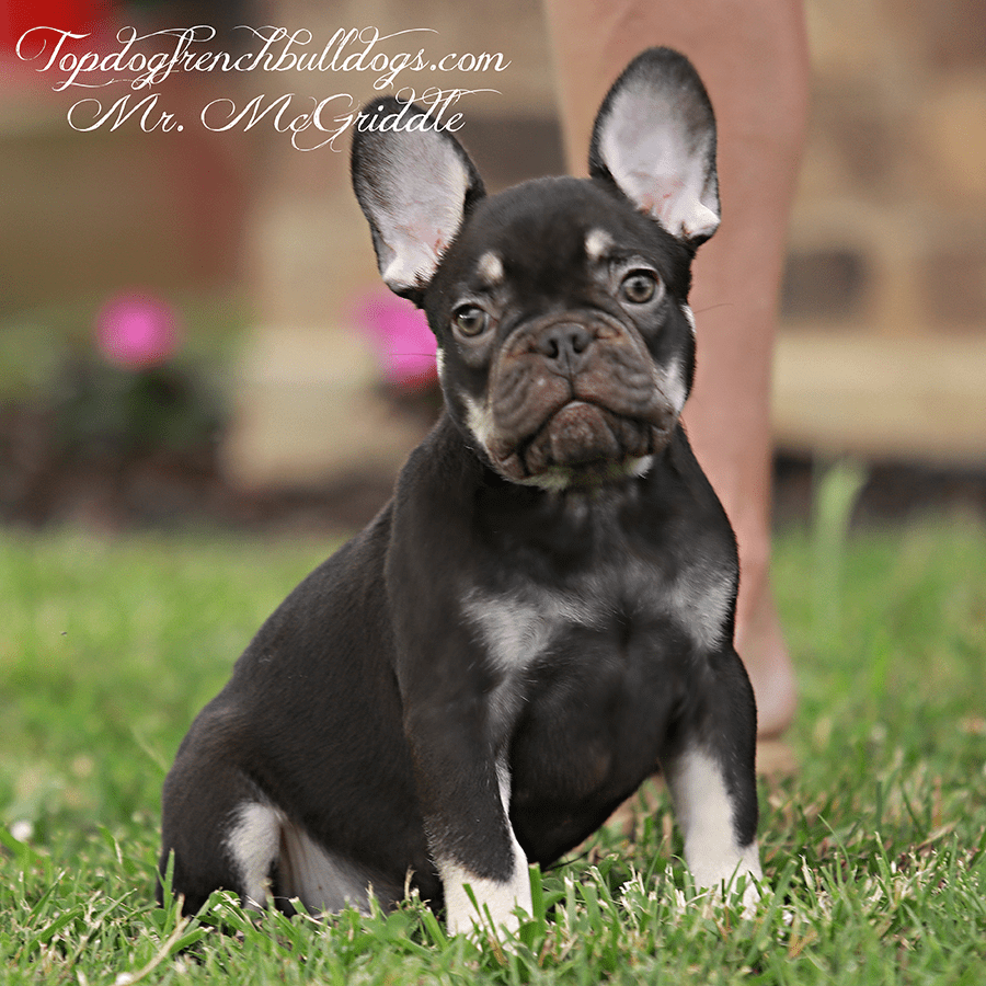 Frenchie Puppies For Sale