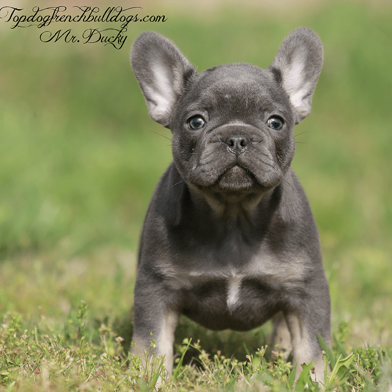 Frenchie Puppies For Sale
