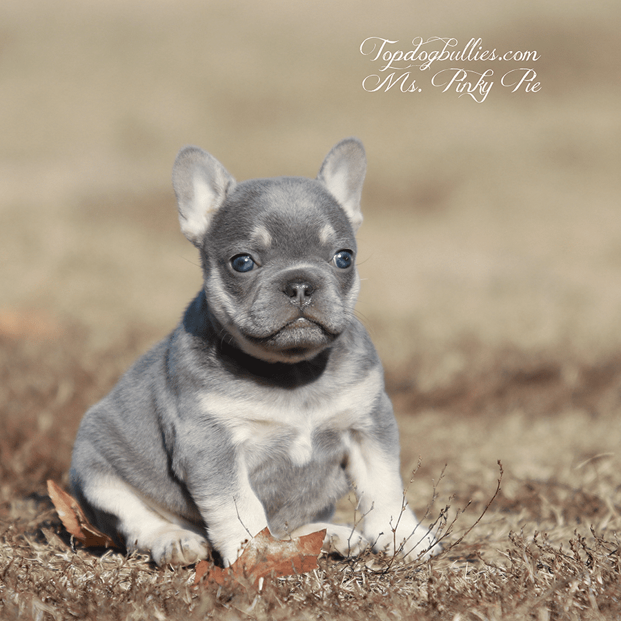 Frenchie Puppies For Sale