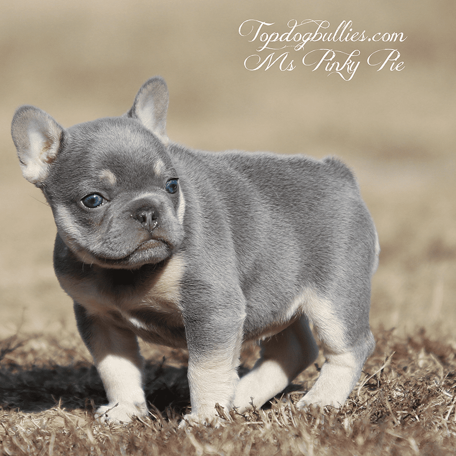 Frenchie Puppies For Sale