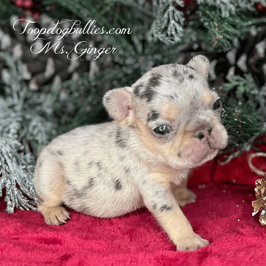 Frenchie Puppies For Sale