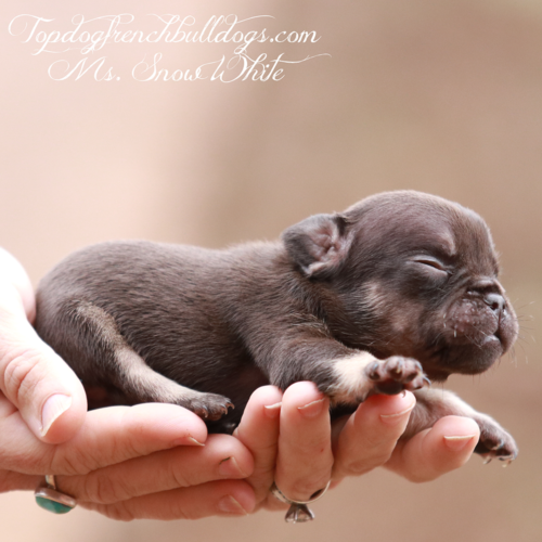 Frenchie Puppies For Sale