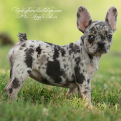 Frenchie Puppies For Sale